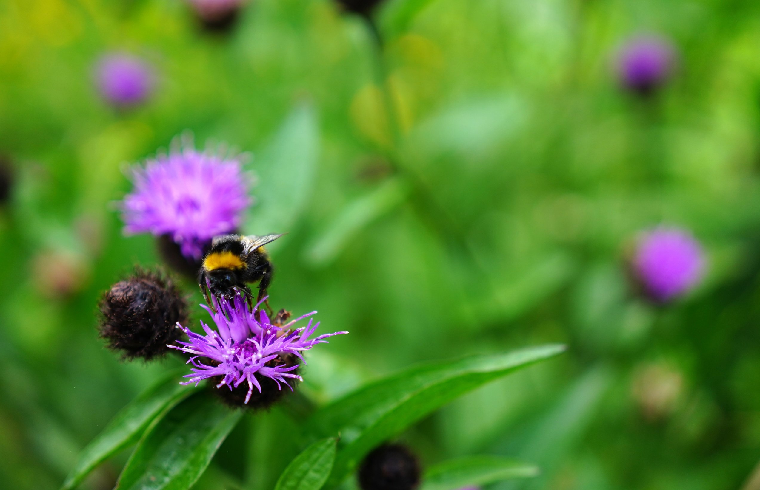 Fire, smoke, and pollination: How climate change is silently disrupting ...